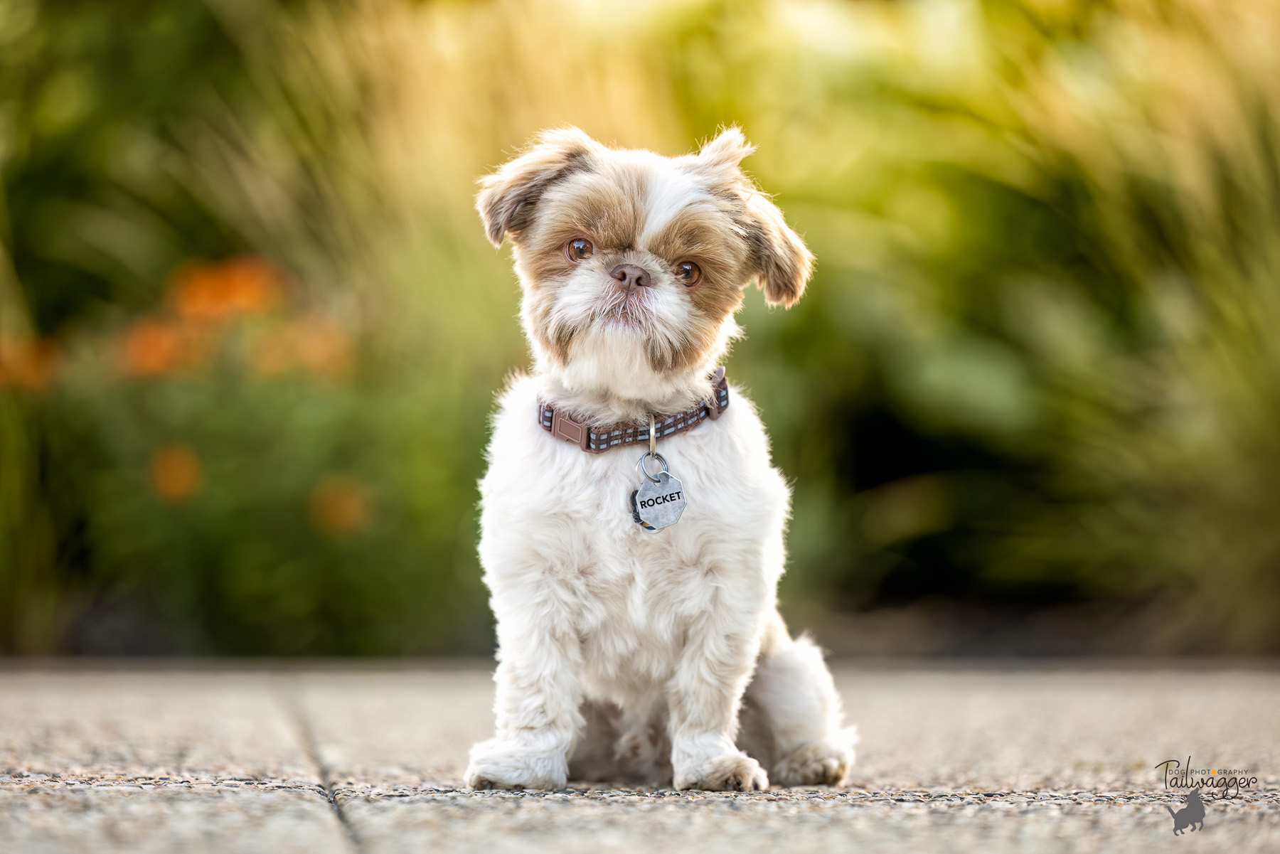 Grand Rapids and West Michigan Pet and Dog Photographer