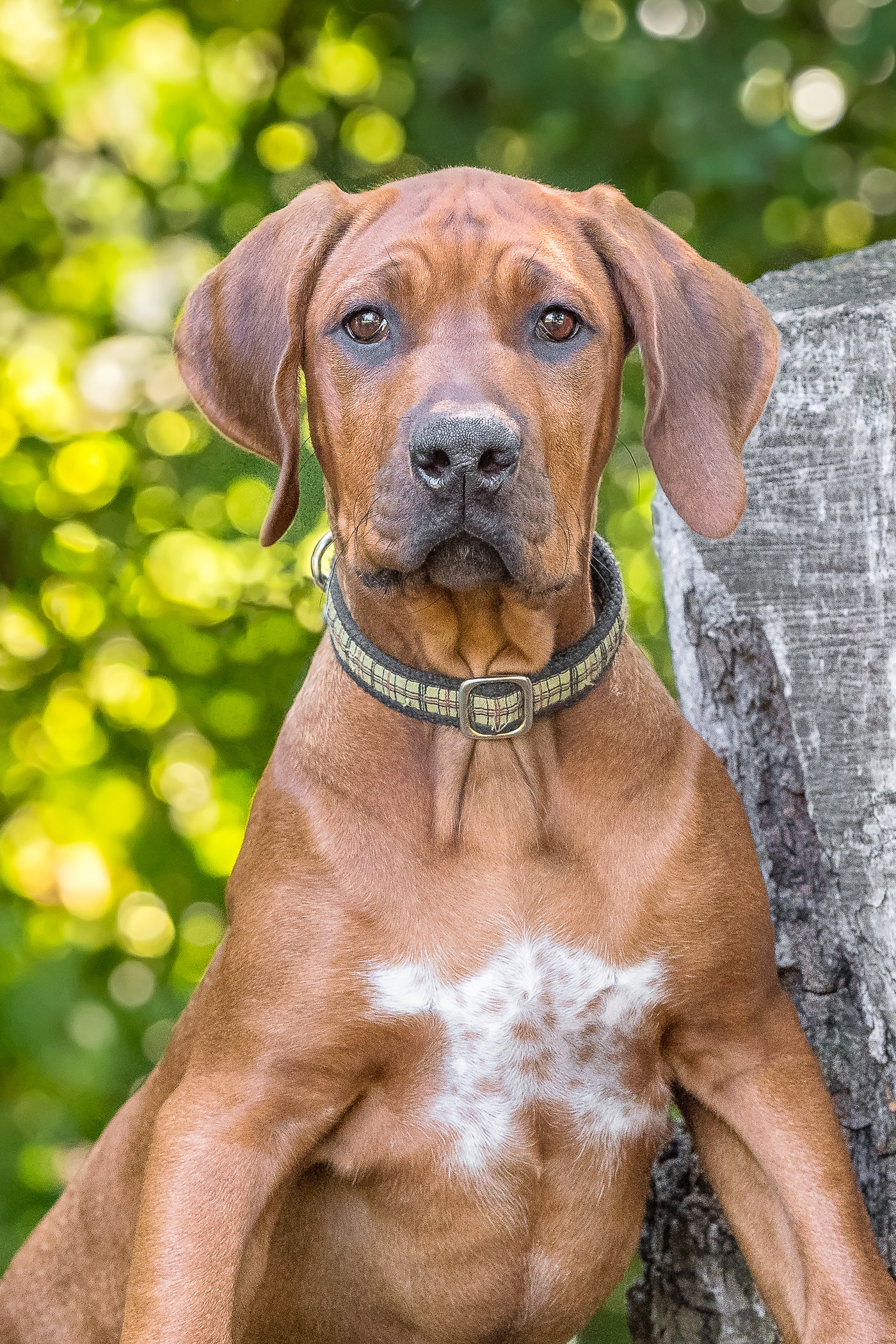 Tailwagger-Product-Guide-3 | Tailwagger Dog Photography