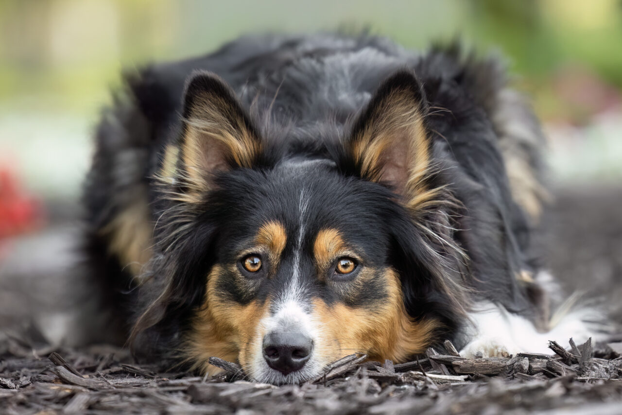 Grand Rapids and West Michigan Pet and Dog Photographer